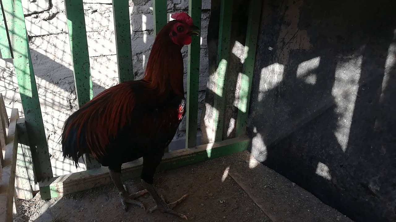 Gallo bolo en desarrollo Para reproductor 2020 - YouTube