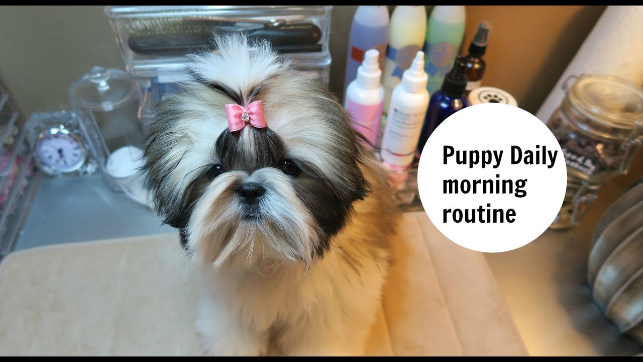 Dog Grooming puppy daily morning routine - YouTube