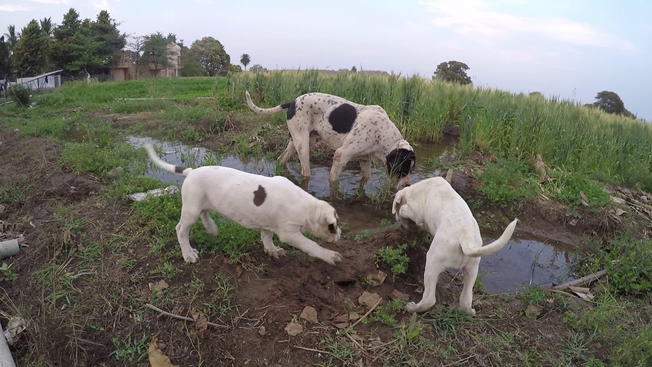 Big Pakistani bully Kutta with pups India farmhouse gopro hero 4 - YouTube