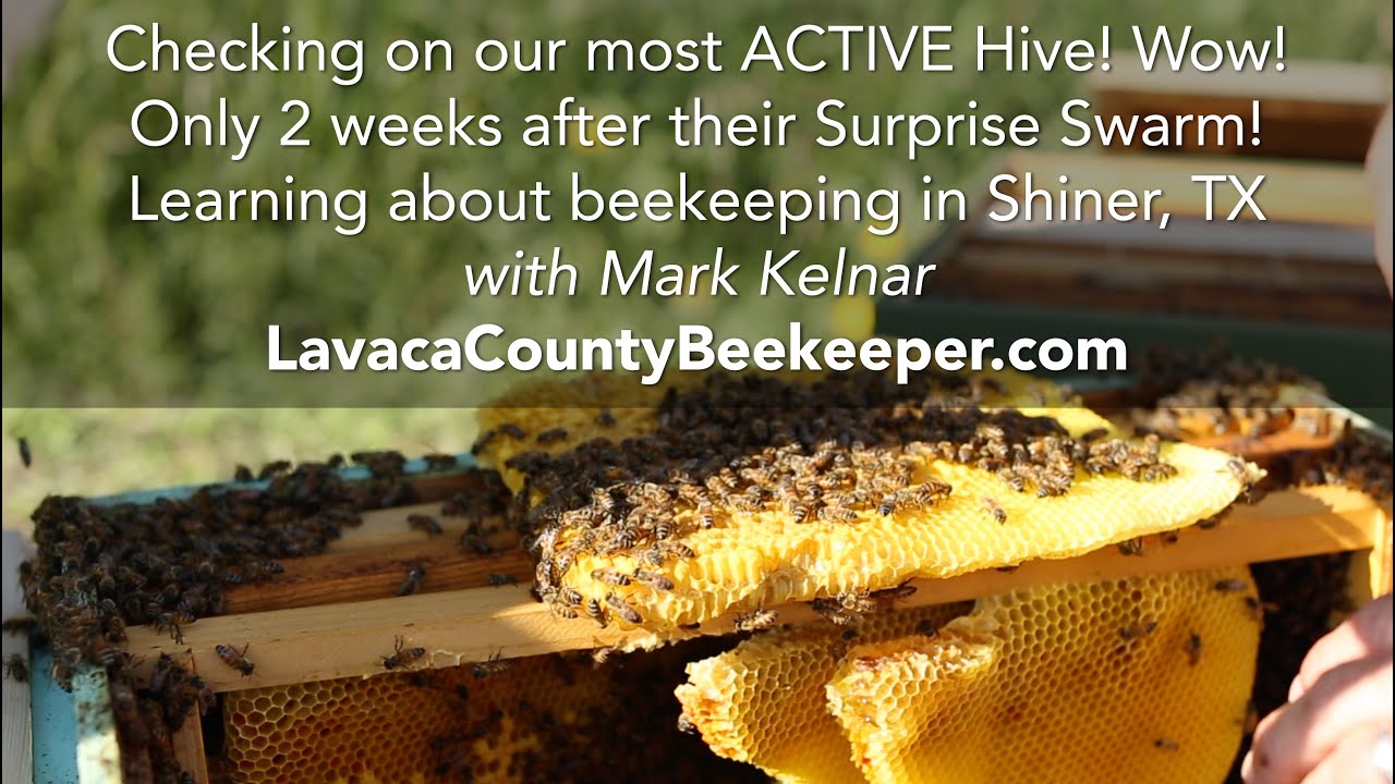 Checking on our MOST ACTIVE HIVE! Wow! Learning with Lavaca County ...