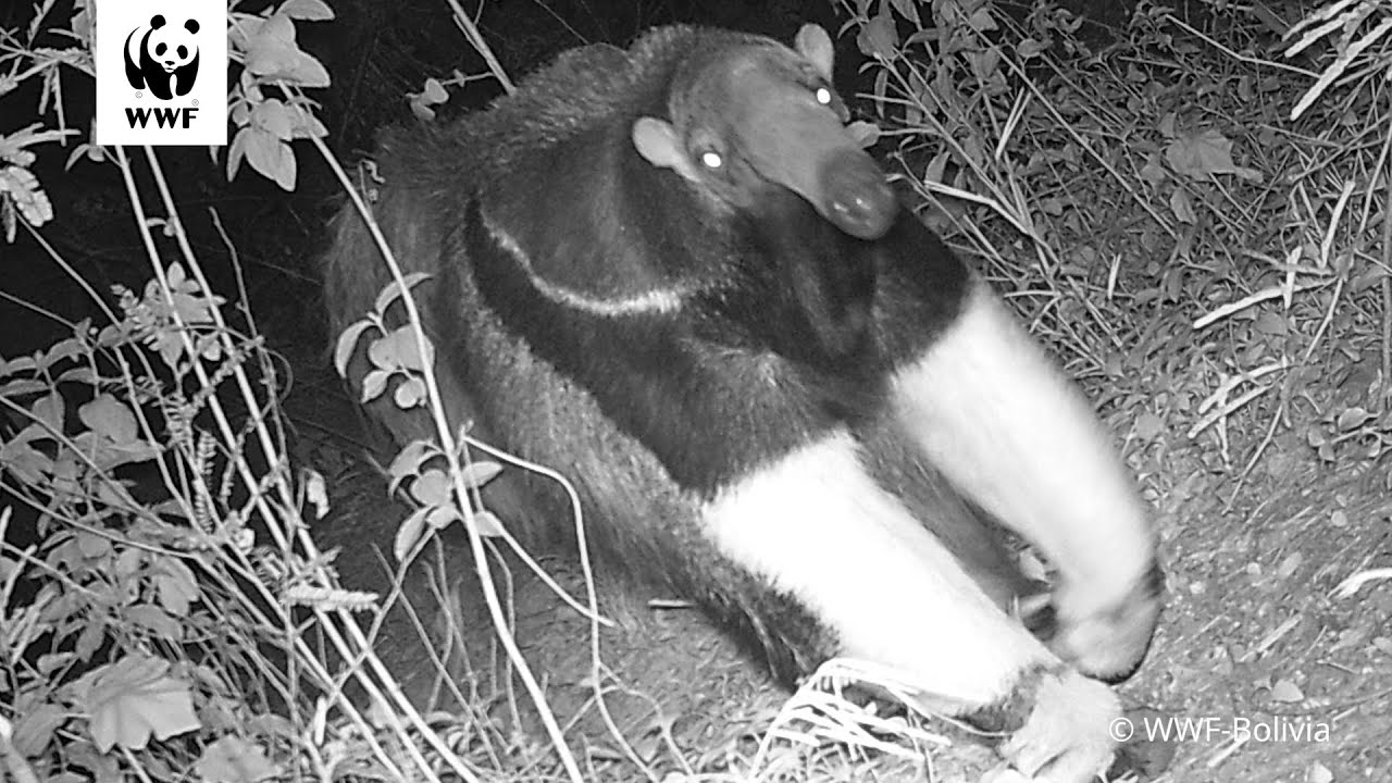 Conozcamos al OSO BANDERA (Myrmecophaga tridactyla) / WWF Bolivia - YouTube