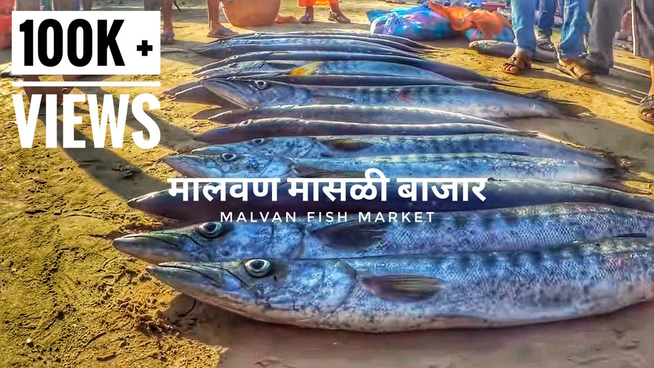 Malvan Fish Market | Fish Auction - मासळी लिलाव - YouTube