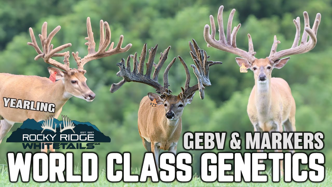 WORLD CLASS Genetics, Genetic Markers and GEBV scores | Rocky Ridge ...