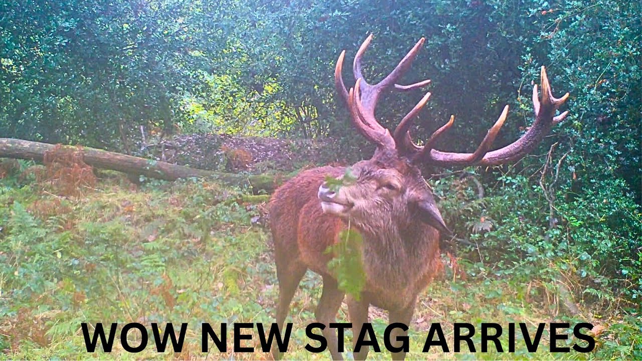 HUGE New Wild Stag Arrives At The Rut - YouTube