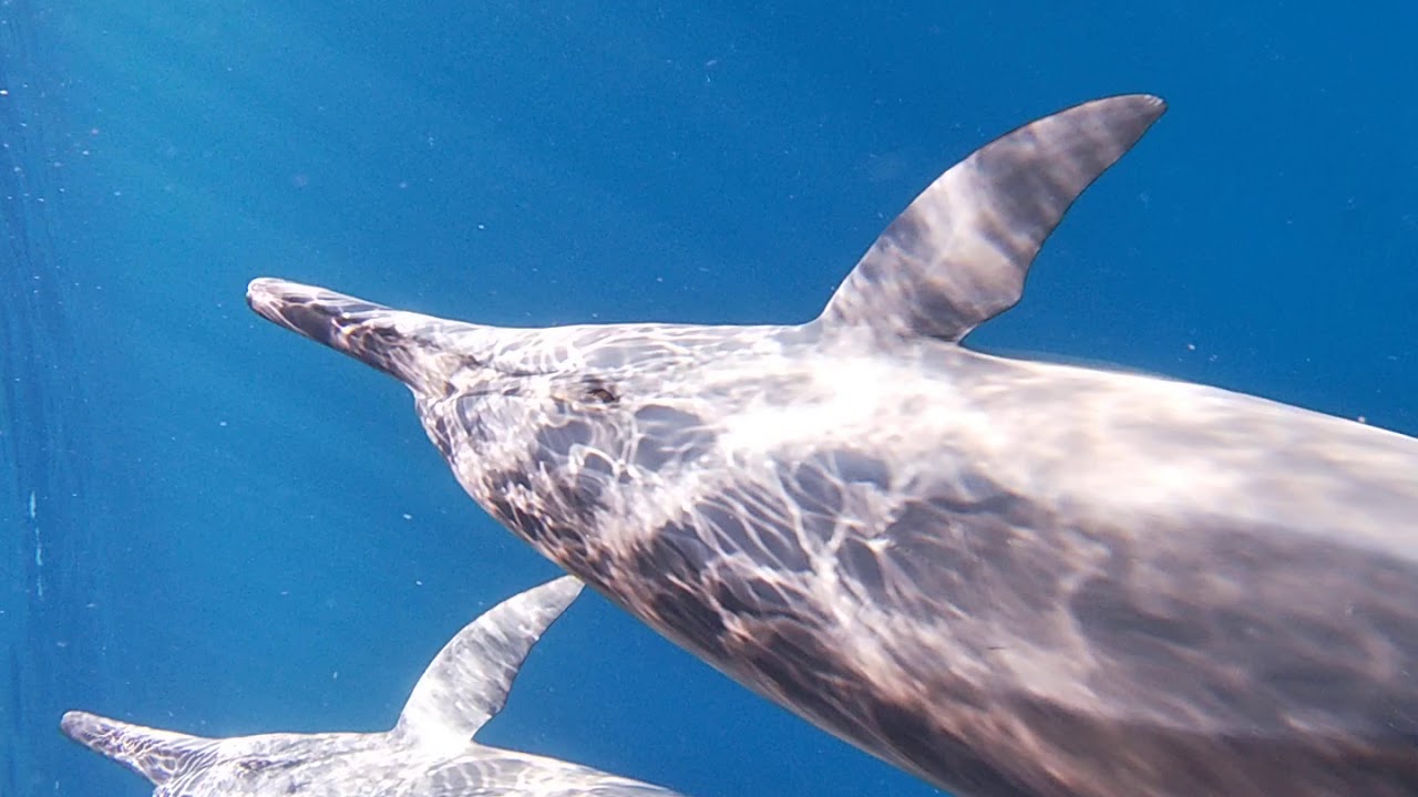 Hawaii Island and Ocean Tours - Dolphin Encounter in Kailua Kona Hawaii ...