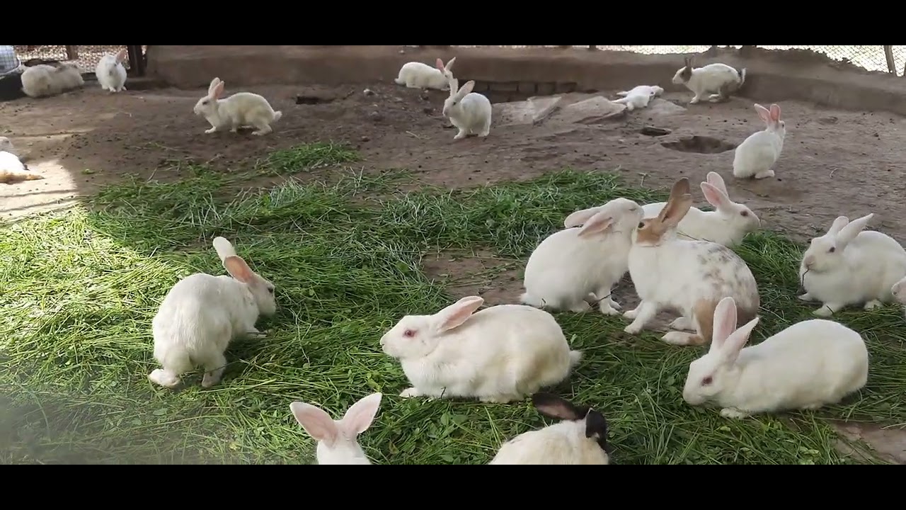 rabbit at Aurangabad zoo park - YouTube