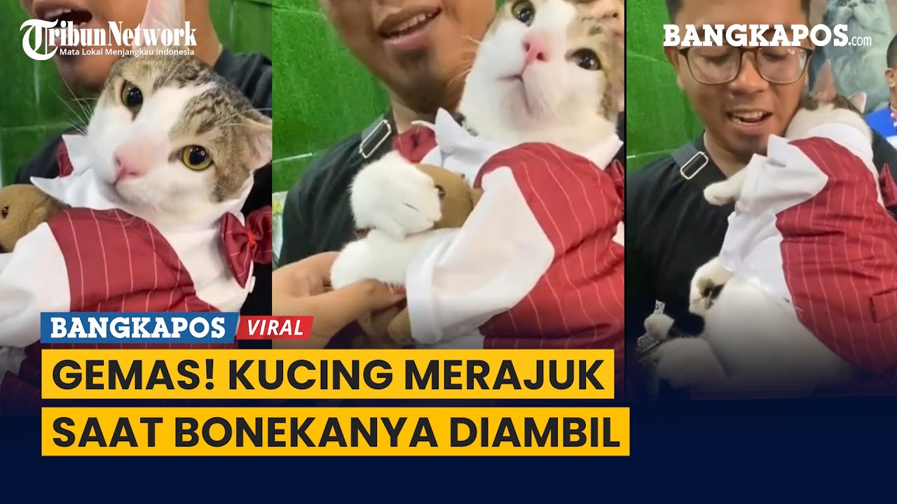 Gemas! Kucing Merajuk Saat Bonekanya Diambil - YouTube