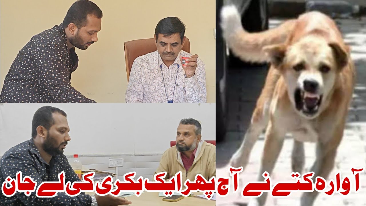 Awara kutte | Anganwadi Sevika and kichdi | Ehtesham Bekery wala ki ...