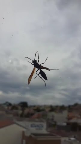 vespa se assustou e saiu voando 🐝 se escreve no canal e deixe seu like ...