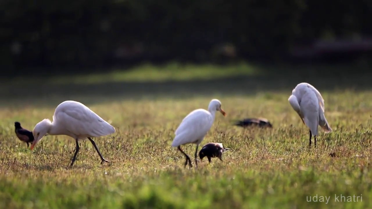 bagalo (Egret) - YouTube