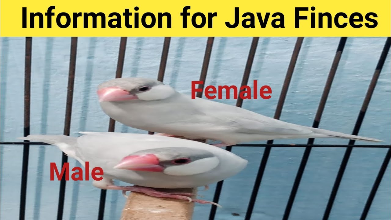 Java Breeding Tips | Java Finch male and female difference in urdu/ hindi | Java bird - YouTube