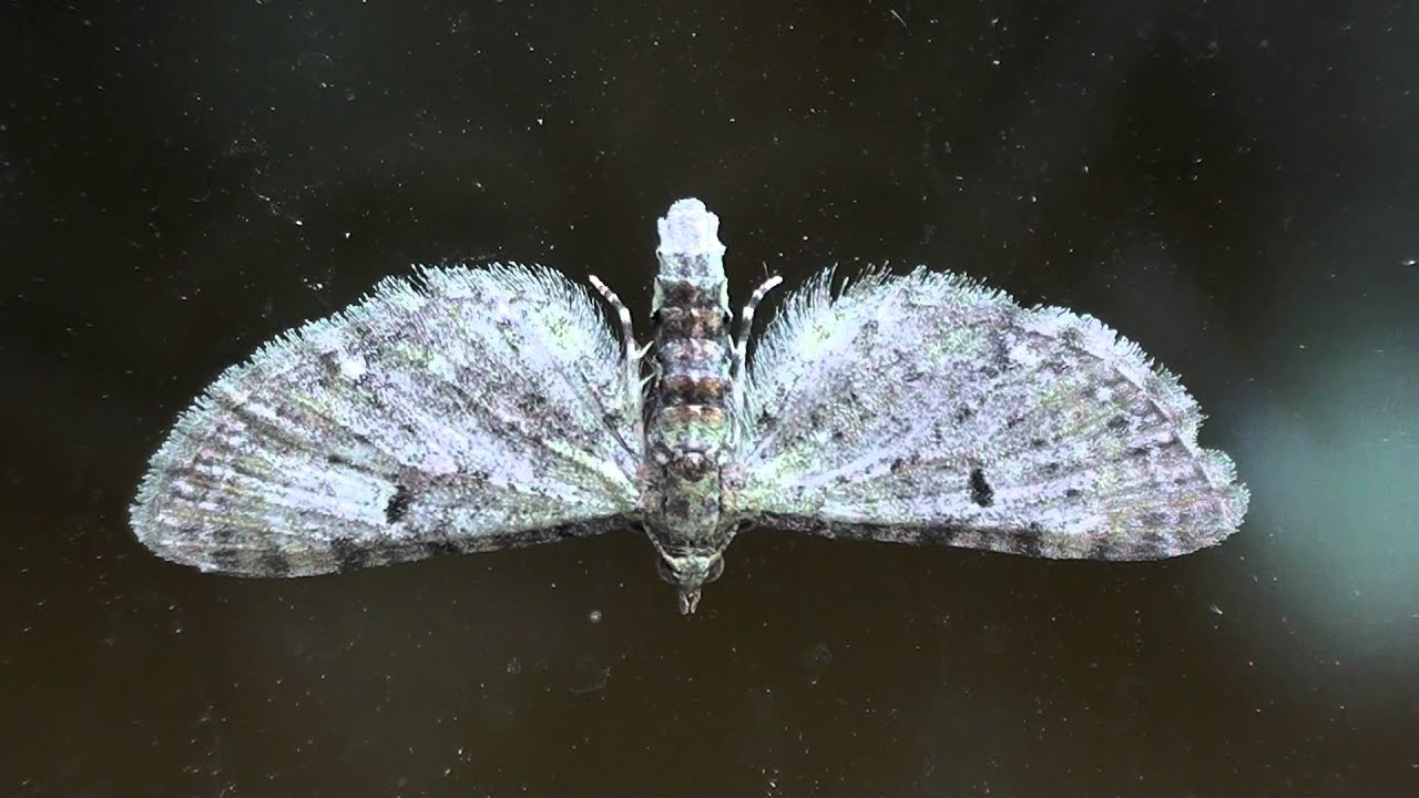 Common Eupthecia Moth (Geometridae: Eupithecia miserulata) Dorsal View ...