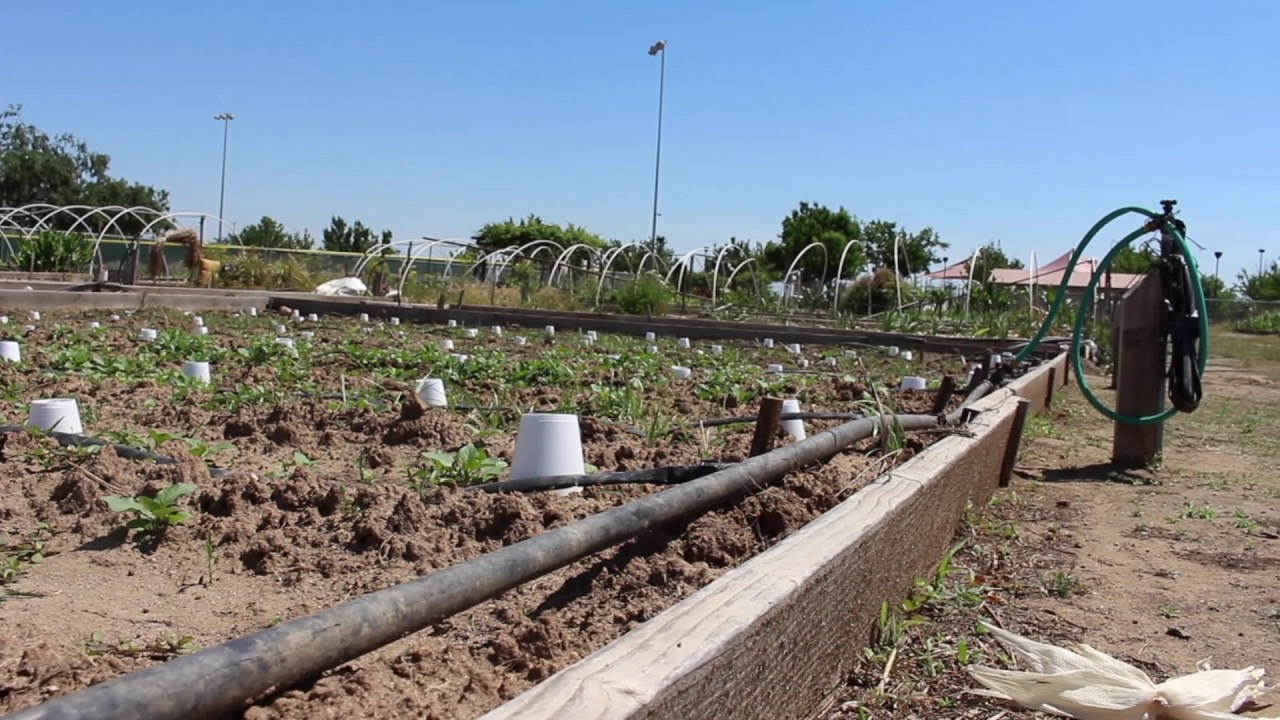 Al Radka Park's Community Garden - YouTube