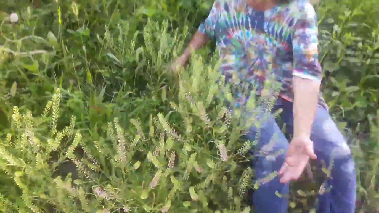 Pepper grass - Wild plants with Susun Weed - YouTube