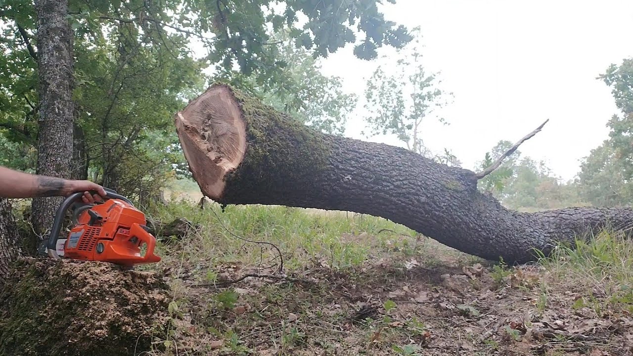Falling & Bucking Oak Tree with Chainsaw Husqvarna 372xp _ AXEHOLE ...