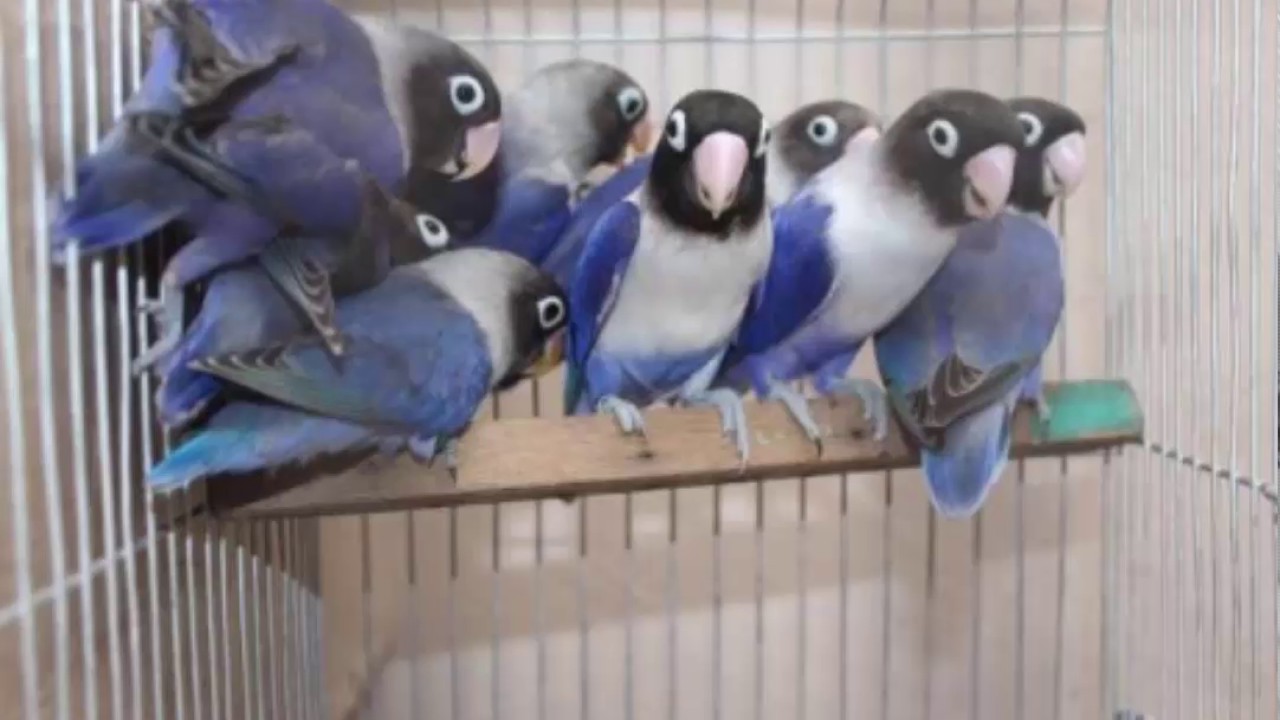Blue mask lovebirds Birds Planet 2513 - YouTube