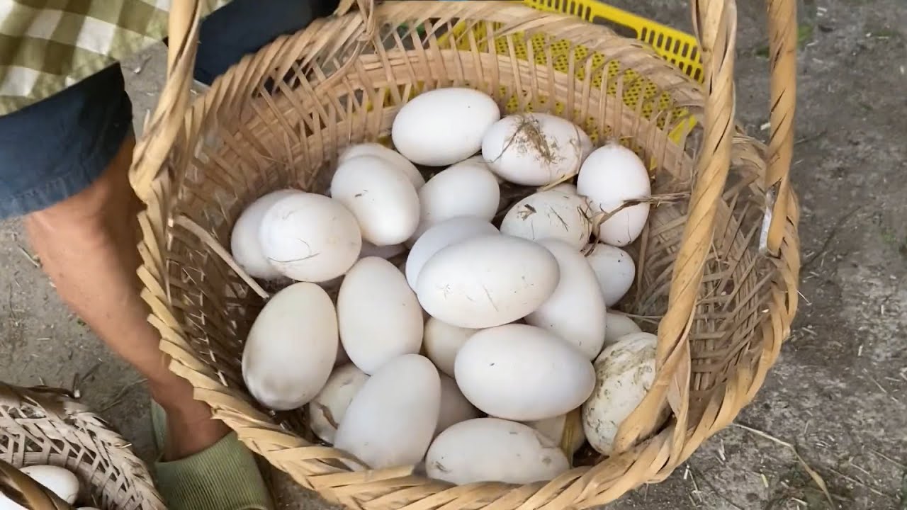 Farm Life | Harvesting giant geese eggs at the geese farm, super geese ...