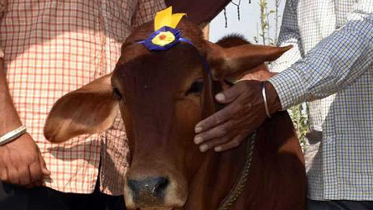 Champion Sahiwal Heifer | Best Sahiwal Cow in Punjab - YouTube