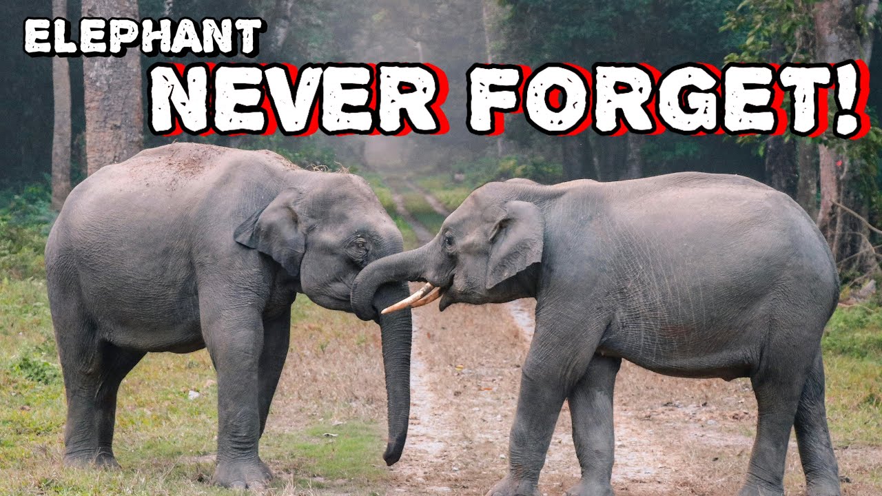 Elephant NEVER forget: Truth or Lie? | Surprising fact - YouTube