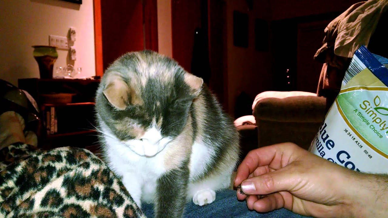 Reese the cat - YouTube