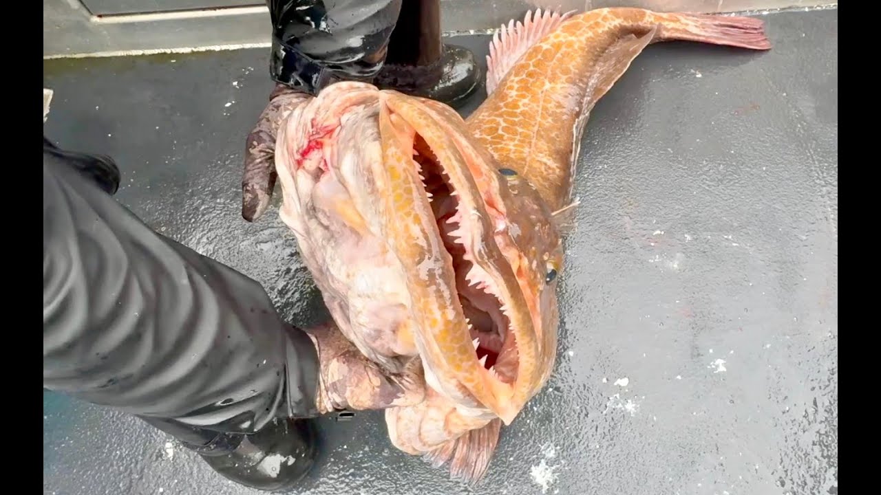Giant LINGCOD In HAIDA GWAII, BC - YouTube