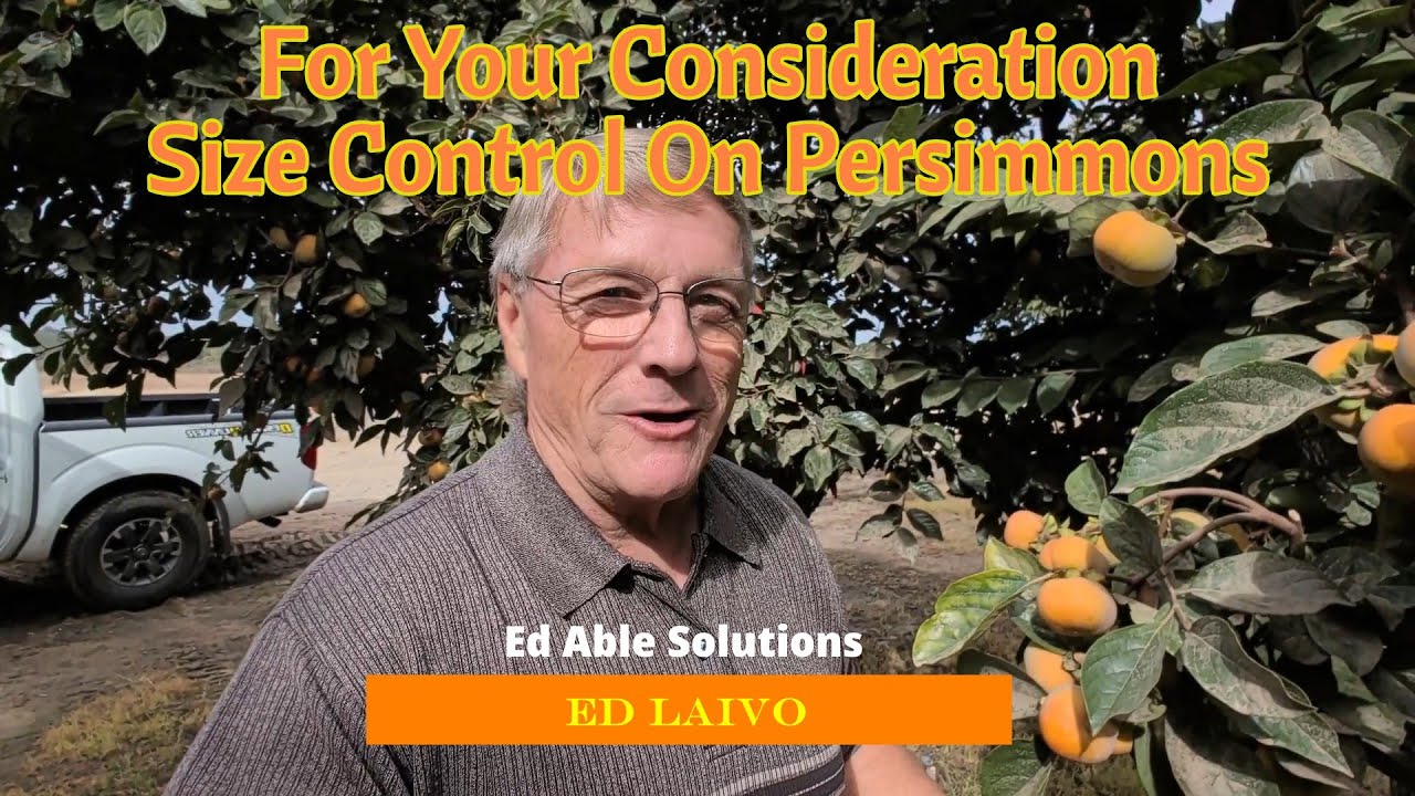 Fuyu Persimmon Tree Size Control. How Many Persimmons Do You Need ...