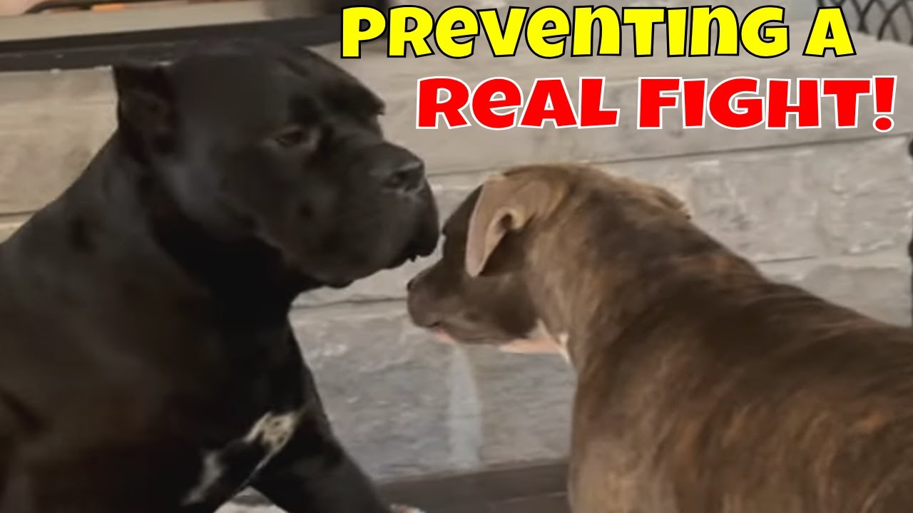 CANE CORSO vs PITBULL Aggression: Preventing a REAL FIGHT - YouTube