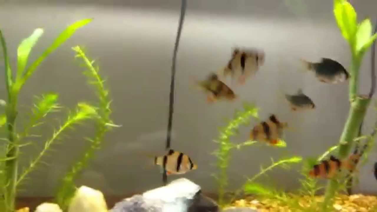 10 Gallon Tiger Barb Tank - YouTube