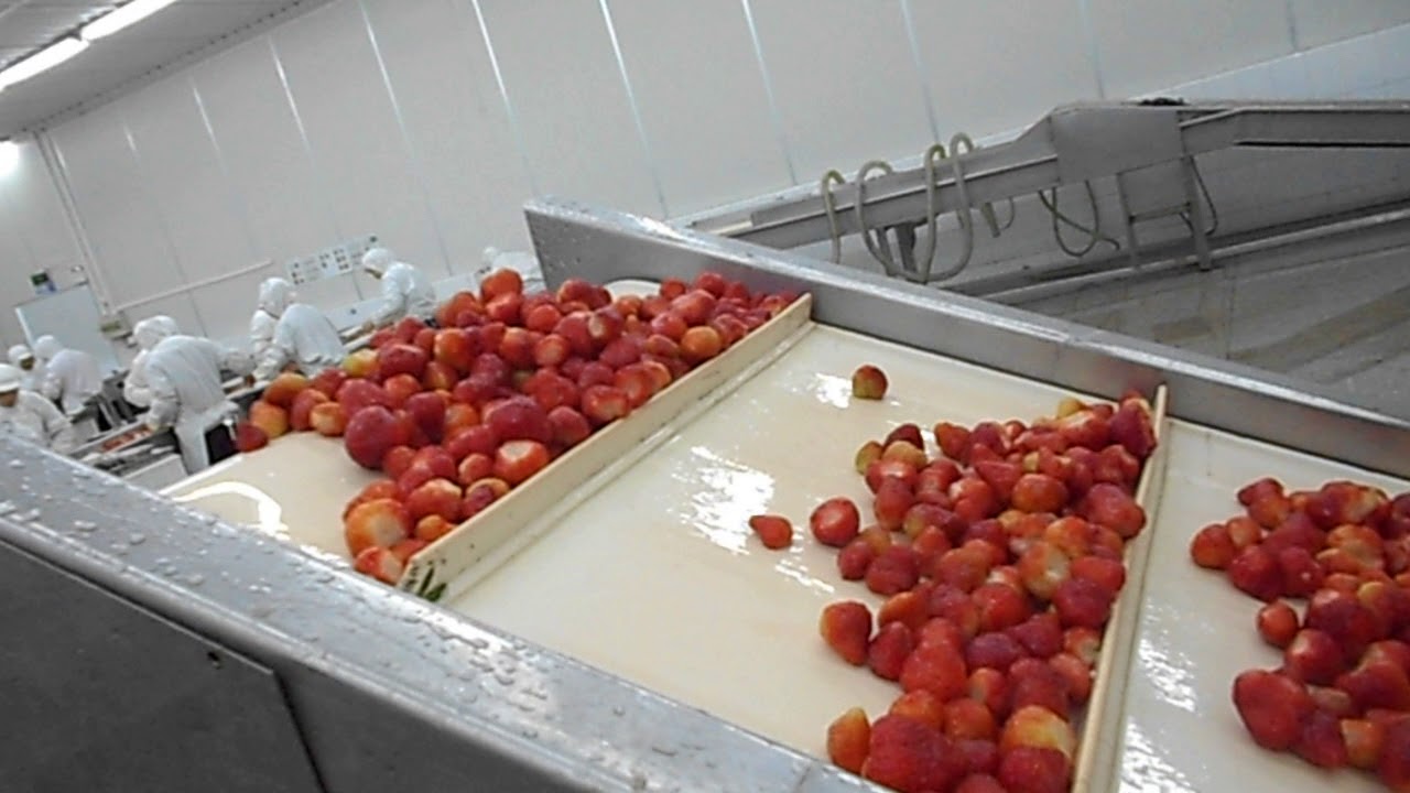 Strawberry washing machine - YouTube