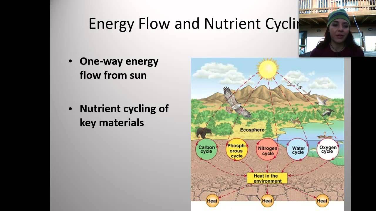 Food Chains, Food Webs, Trophic levels - YouTube