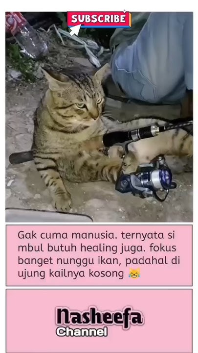 Dari Tadi Ditungguin Kok Gk Ada Yg Dapat ya 😿#kucing #shortvideo #trending - YouTube