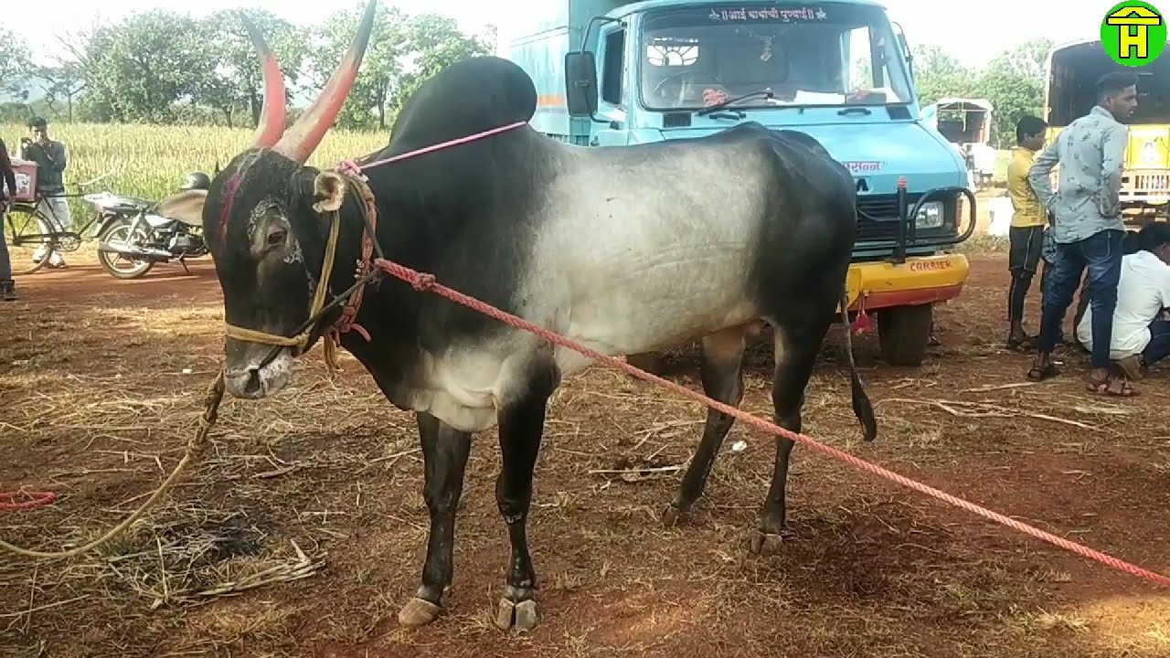 || Aggressive Khillar Racing Bull of Tadshinhal Chandgad || - YouTube