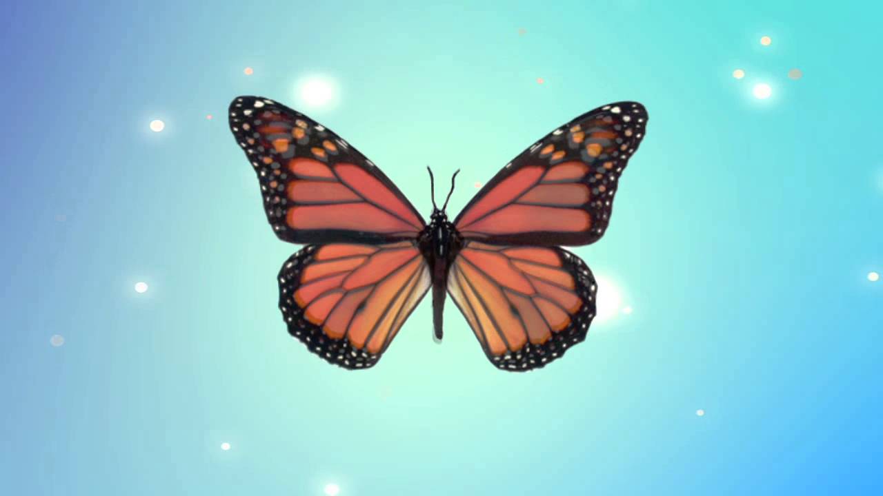 Simple Butterfly Animation - YouTube