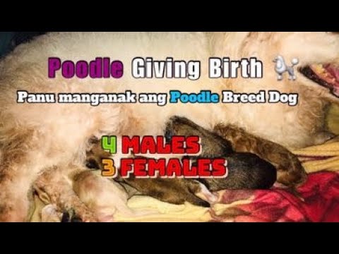 Helping My Pregnant Poodle Give Birth To 7 Puppies! - YouTube