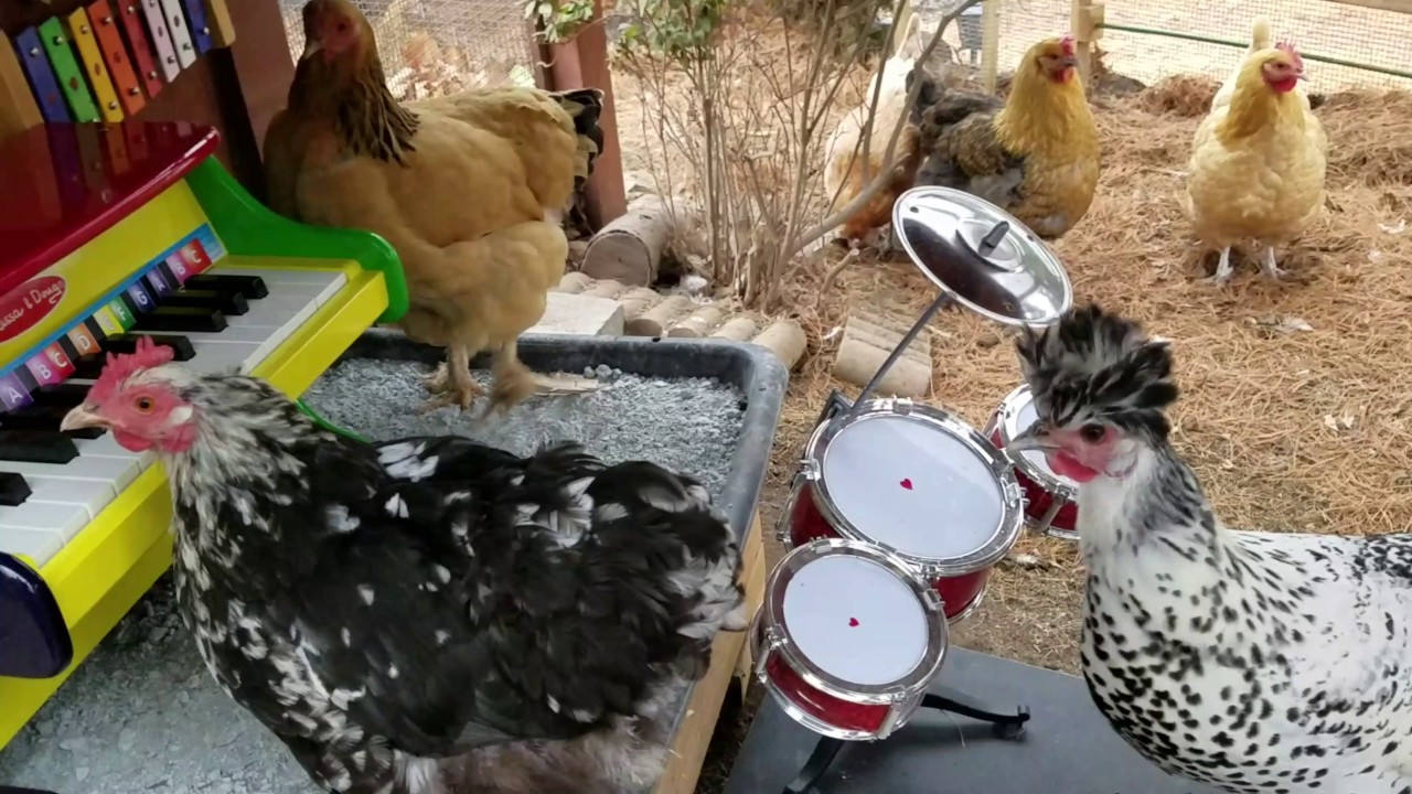 Chickens Form Backyard Band - YouTube
