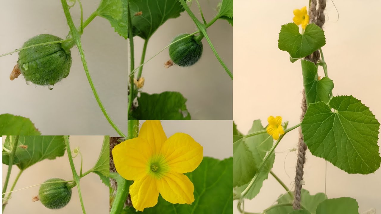 Kharbuja / Muskmelon Plant | Organic Gardening - YouTube