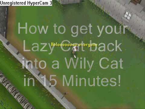How to get your Lazy cat to a Wily cat in 15 minutes! - YouTube