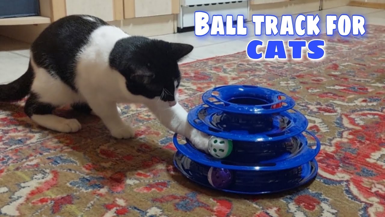 BALL TRACK FOR CATS|Vee G - YouTube