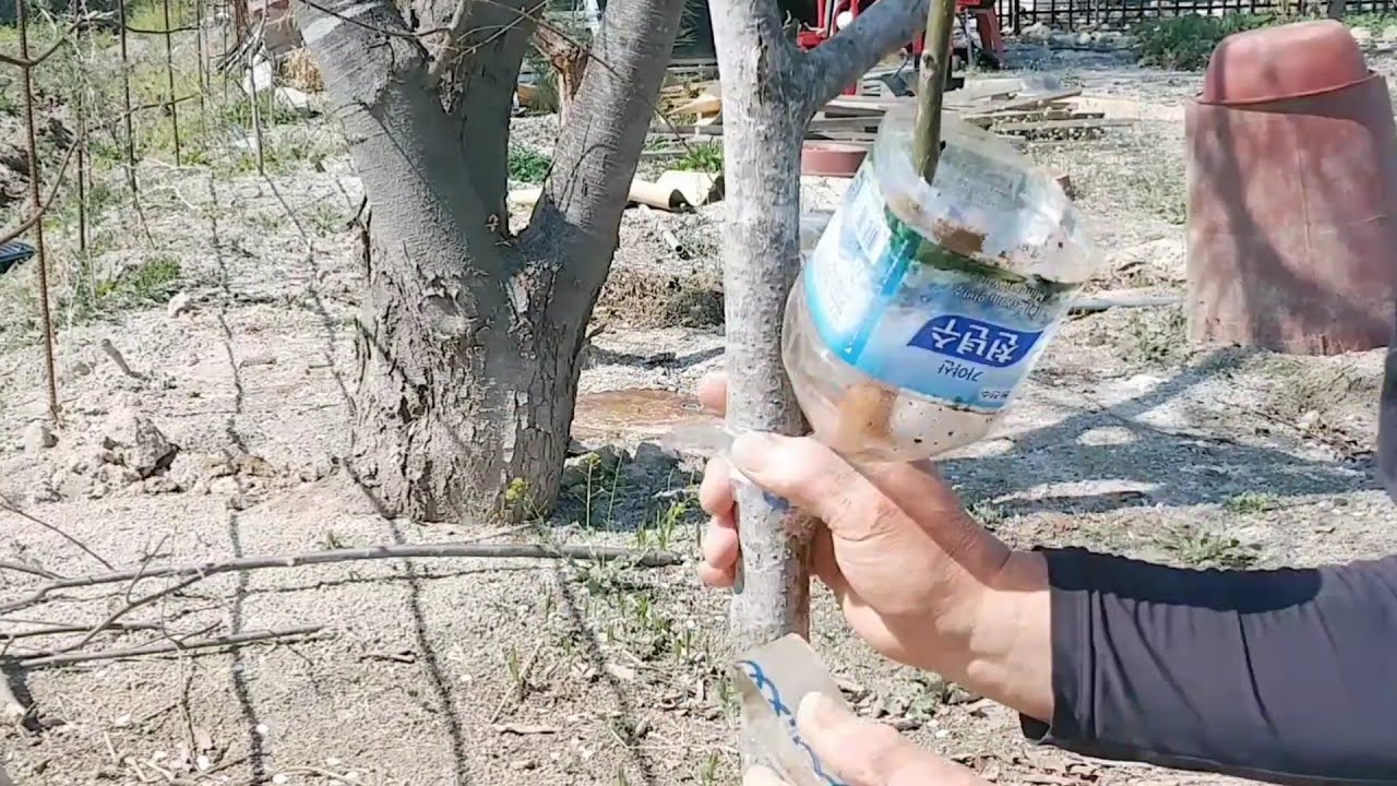 호두나무 뿌리내리기 / 공중취목 / Walnut tree root - YouTube