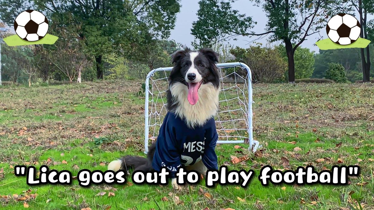 Lica goes out to play football.#dog #bordercollie #worldcup2022 # ...