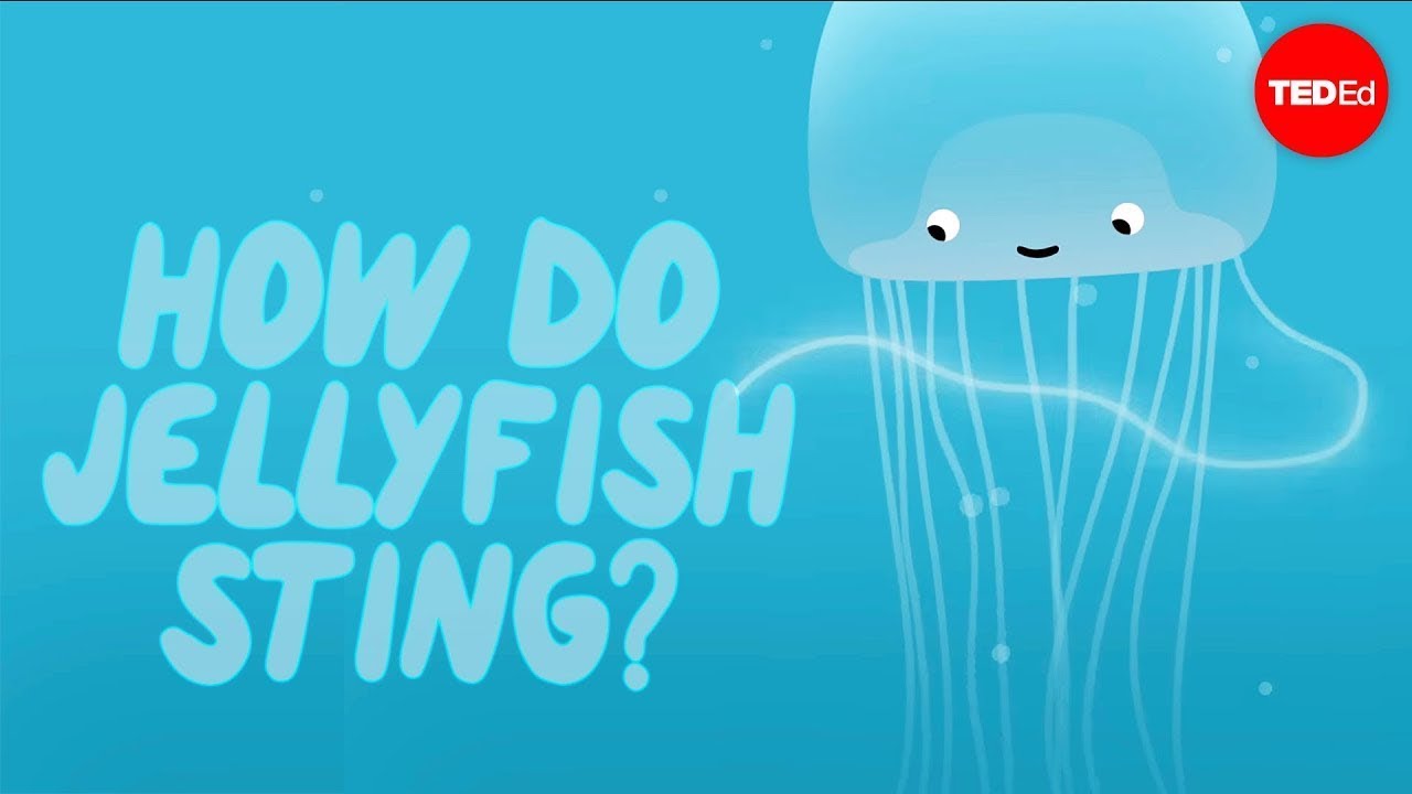 Ted & ED Podcast | ༻ How does a jellyfish sting - Neosha S Kashef༻ #Ted ...