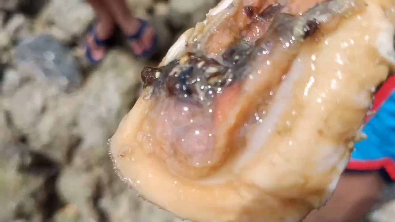 PROVINCE LIFE | MANGINHAS TA PAGKUHA NG SEA SHELL SA TABING DAGAT - YouTube