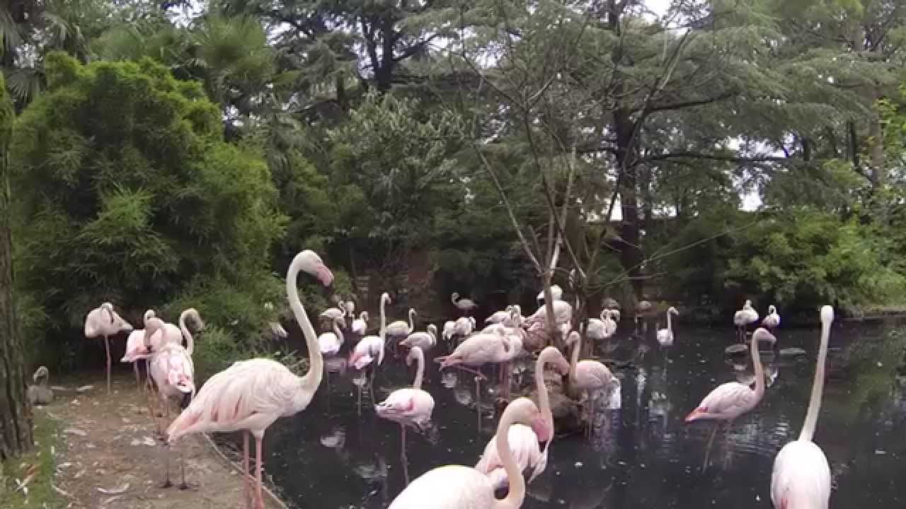 Zoo Park "Le Cornelle" (Italy) 2014 - YouTube