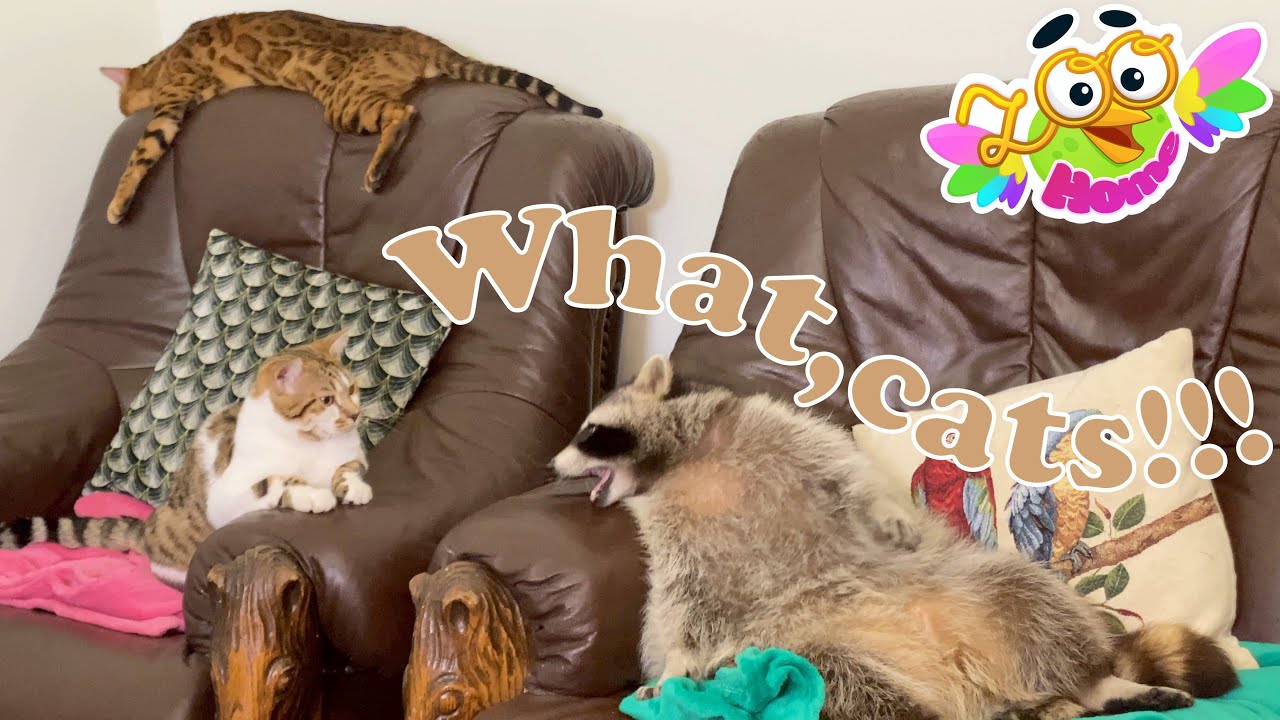 The raccoon lay calmly resting until the cats began to pester him ...