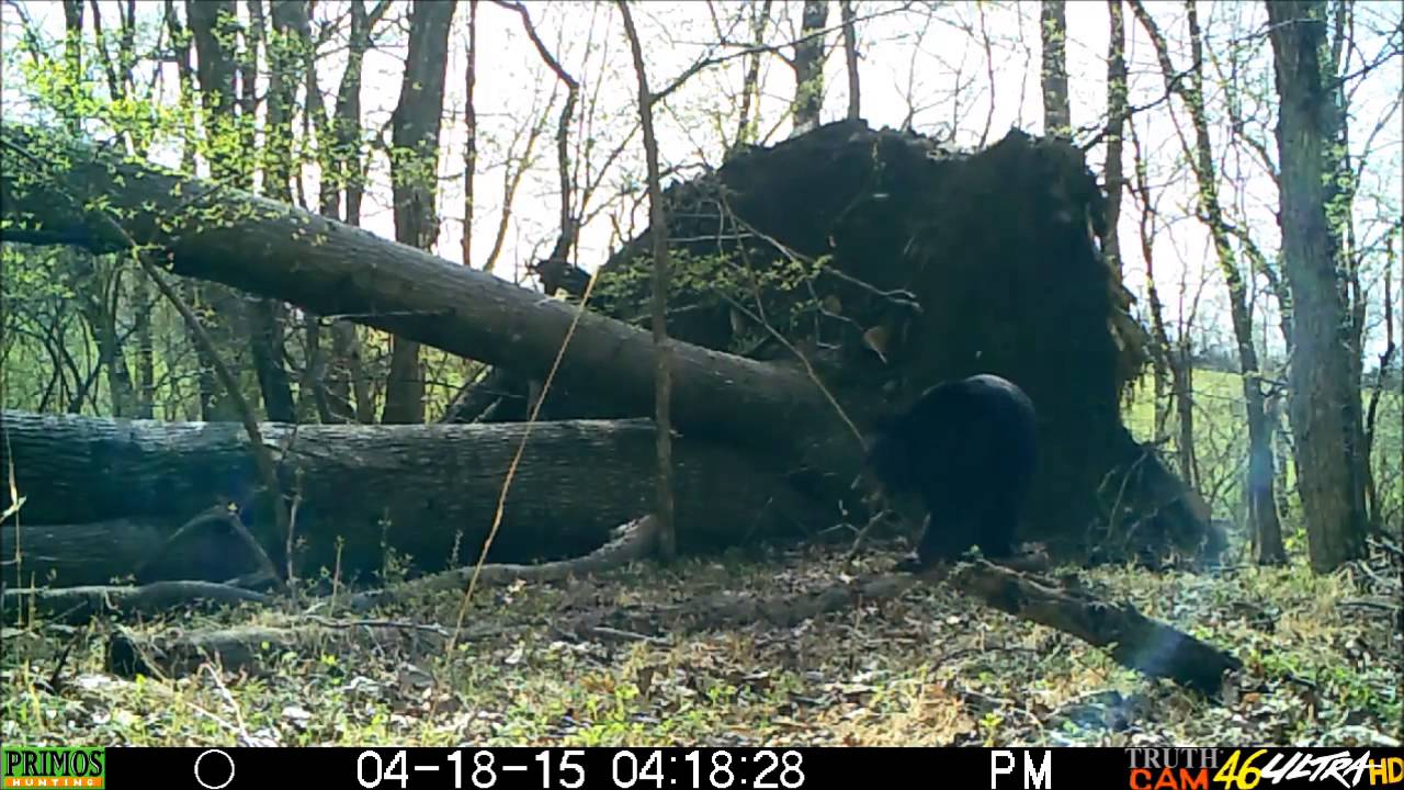 Big black bear at fallen tree - YouTube