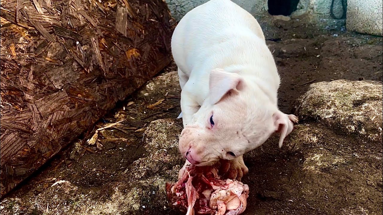 Yavru #dogo lar ET yiyorlar deli gibiler - YouTube