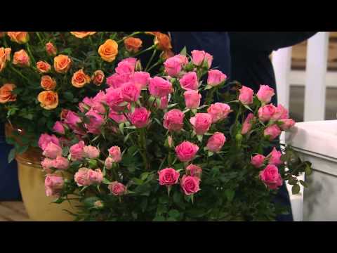 Cottage Farms 6-piece Teddy Bears Rainbow Mini Rose Collection with ...