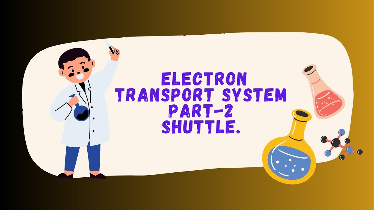 Electron Transport System - Shuttle -Biochemistry - YouTube