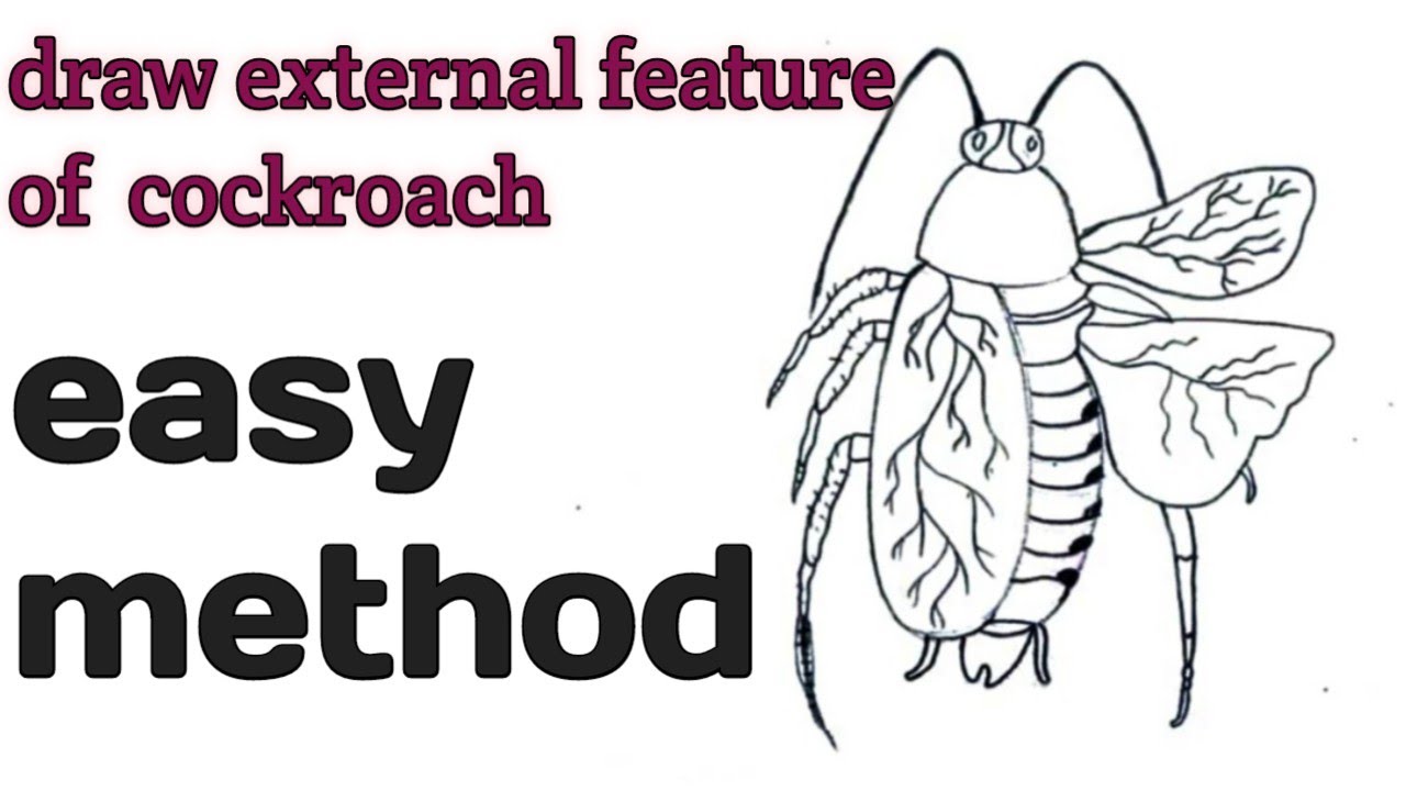 how to draw the external feature of cockroach for beginners/step by ...