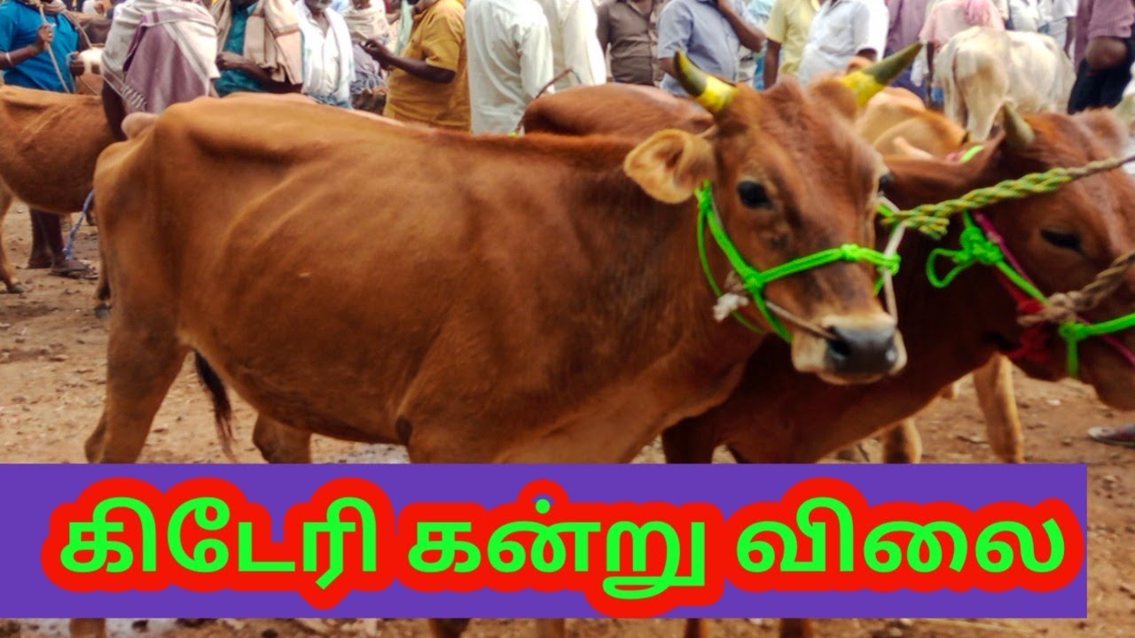 கிடேரி கன்று விலை நிலவரம் கேளூர் சந்தை|kideri kandru rete kelur santhai ...